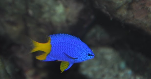 ZOOTOGRAFIANDO (6.096 ANIMALS): DAMISELA AZUL DE ALETA AMARILLA / ARNAZ ...