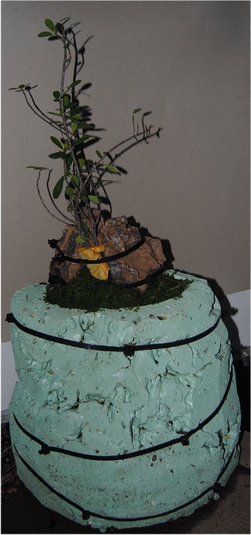 LENNARD'S BONSAI BEGINNINGS.: Experimental root over rock/root clinging ...