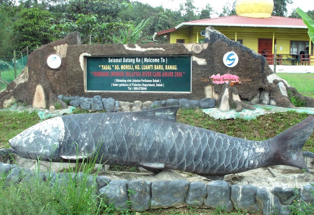Tagal Spa Fish, Sg Morolo, Kg Luanti Baru, Ranau - Unni Anje