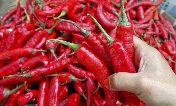 Cabai Merah | Depot Bibit Unggul