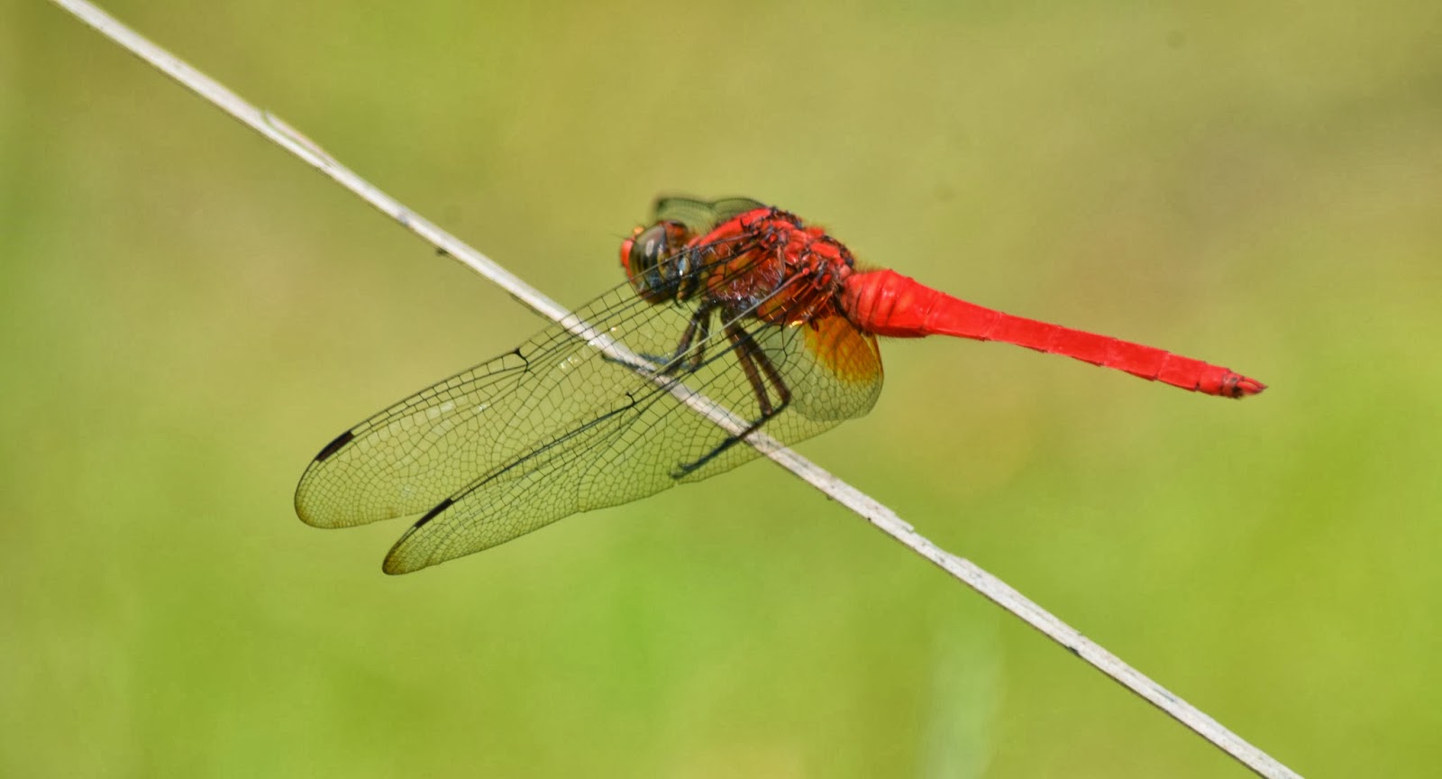 The Kambatik Park, Bintulu.: Insect watch album - Red Dragonfly