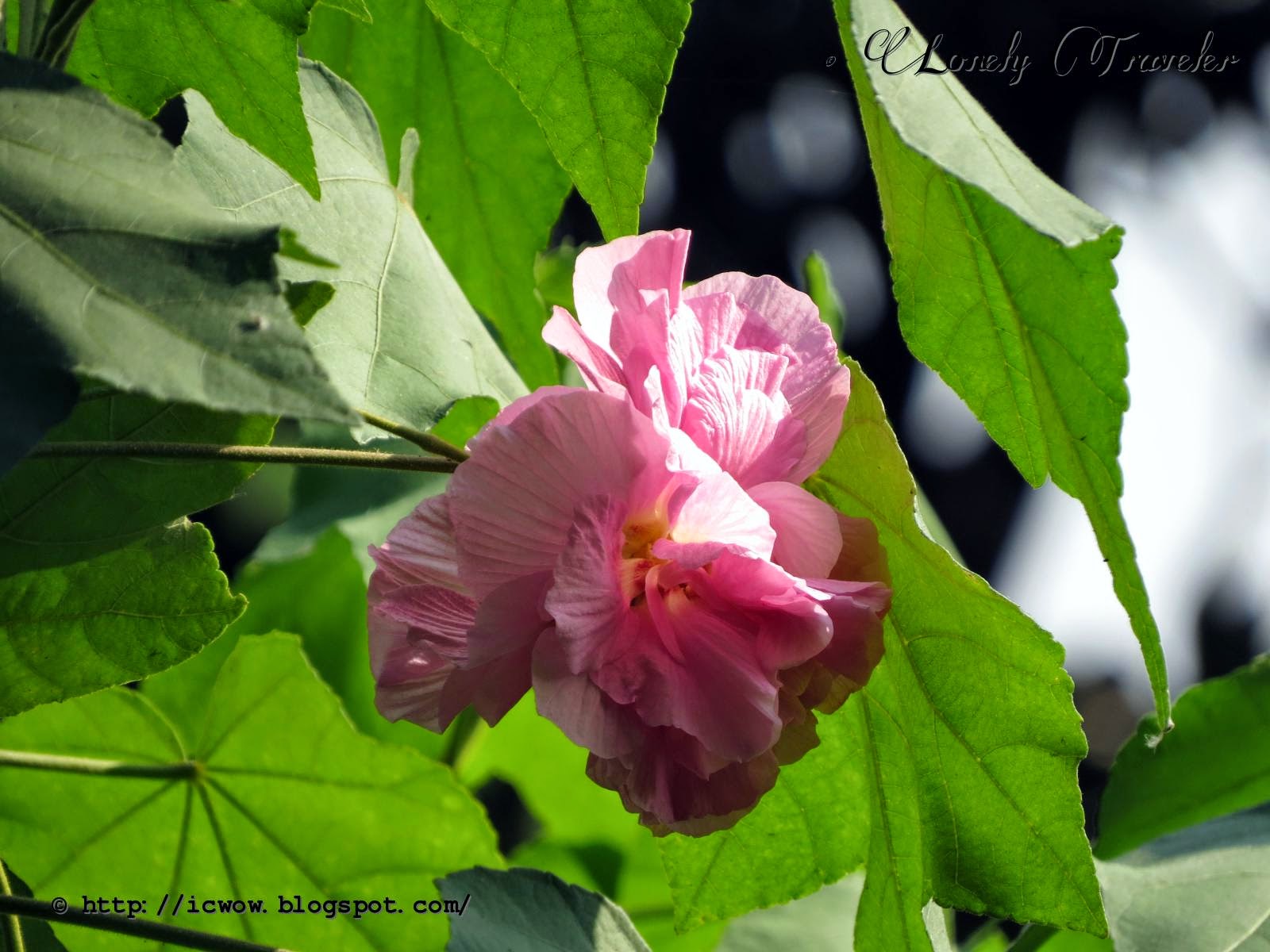 Changeable rose - Hibiscus mutabilis