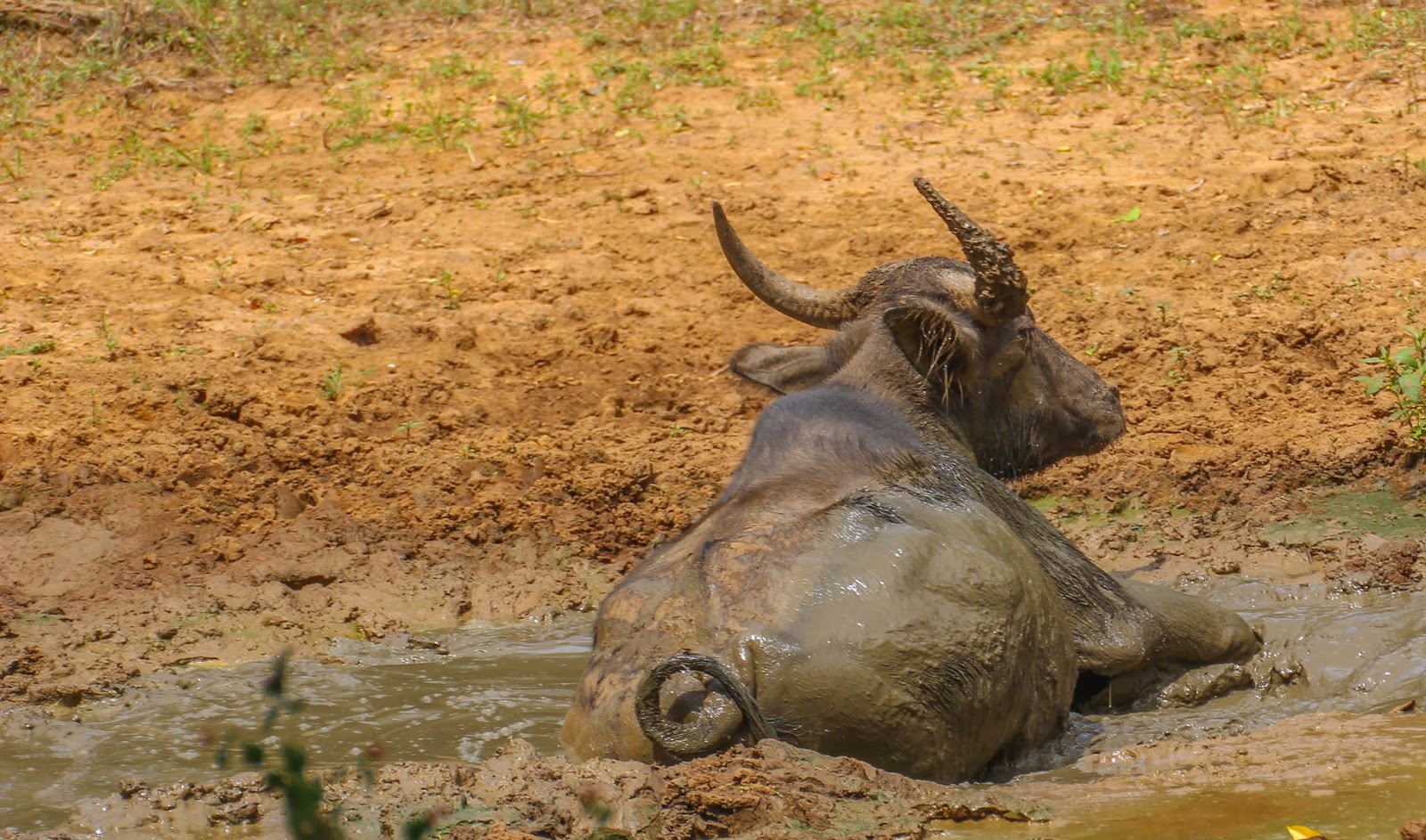 Cannundrums: Wild Water Buffalo