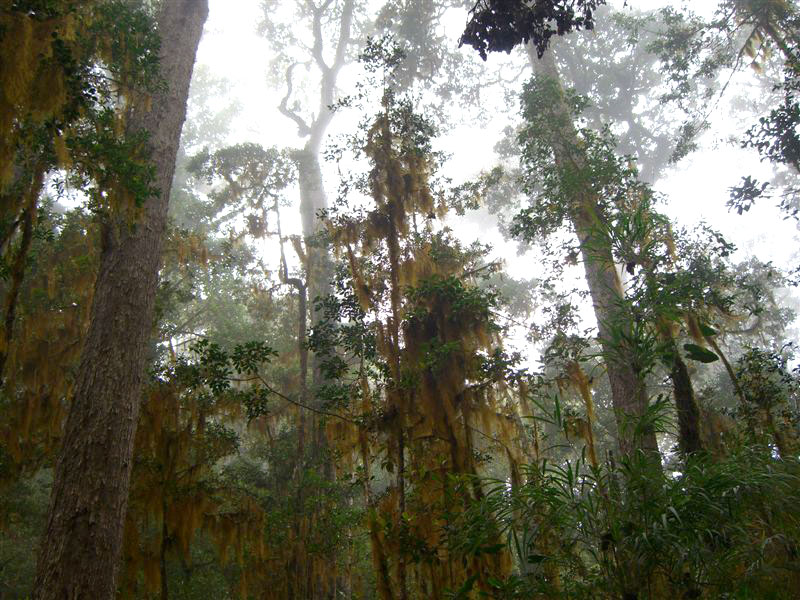 ECOSISTEMAS DE COSTA RICA: BOSQUE TROPICAL HIDRÓFILO DE ALTA MONTAÑA