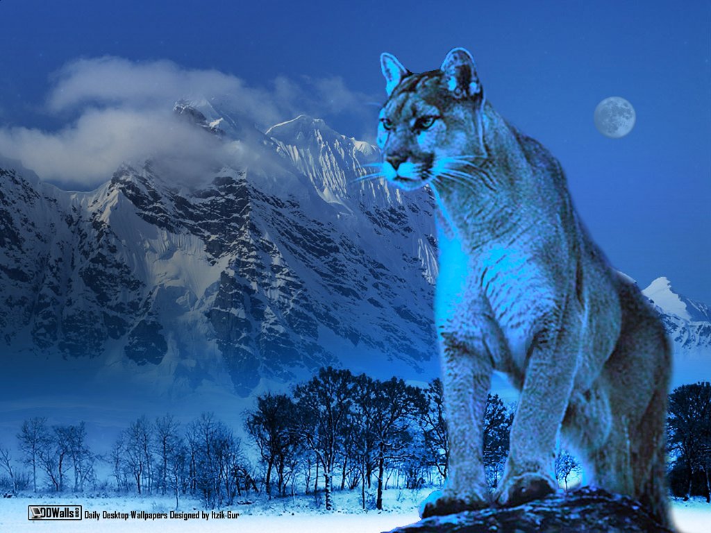 Tiger Animal High Resolution Pictures | High Resolution Pictures