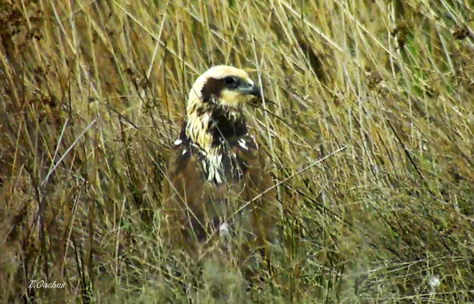 PASARI DIN ROMANIA: ERETE DE STUF, Circus aeruginosus