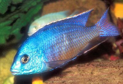 Top Algae Eating Fish For Freshwater Aquariums: African Cichild Fish