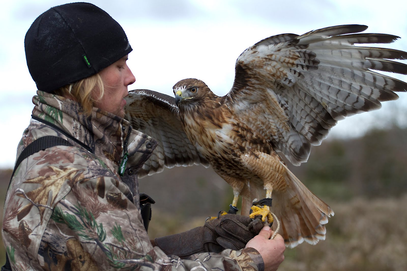 Ann Brokelman Photography: Swainson Hawk, Western Red-Tailed Hawk at ...