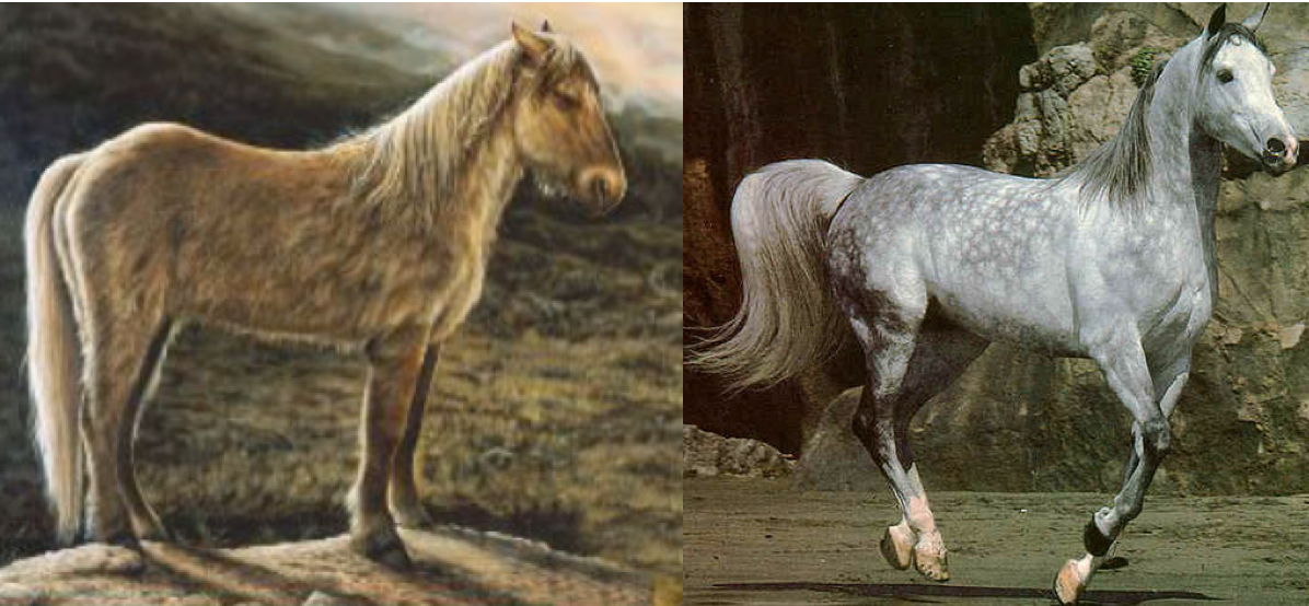 NephiCode: Are Wild Horses Native to the Americas – Part II