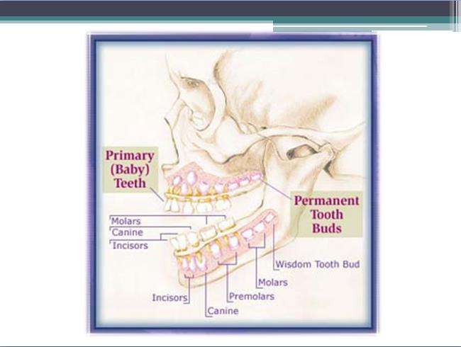 DENTAL 1001 UNAM: Macro y Microdoncia, y otras Anomalías Dentales ...