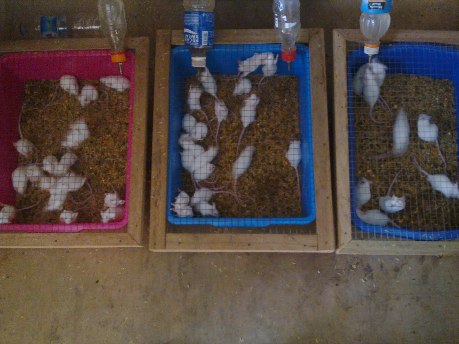 Hewan Coba FKH UNSYIAH: Jual Hewan Coba