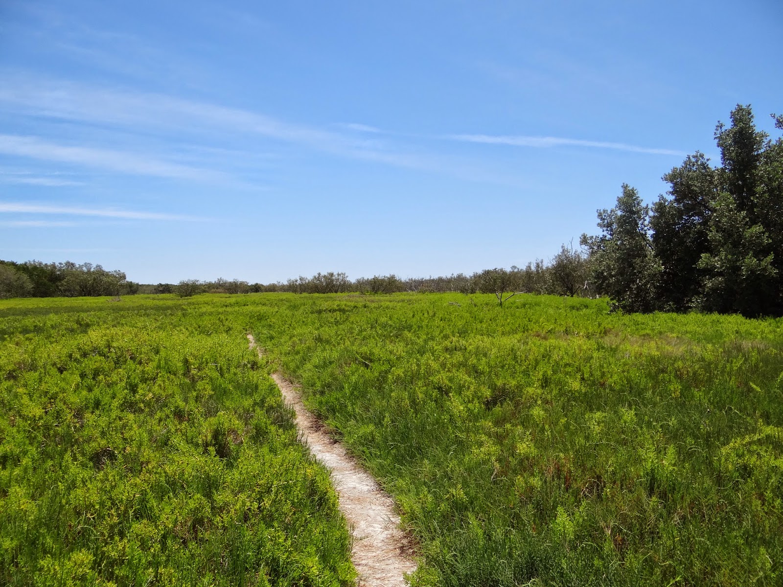 Notes From All Under: The Real Everglades (Dry Season)