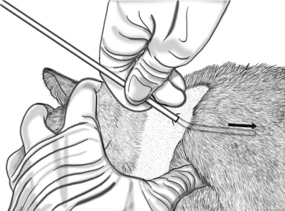 Teknik Operasi Pharyngotomy pada Hewan (Bedah Sistem Digesti ...