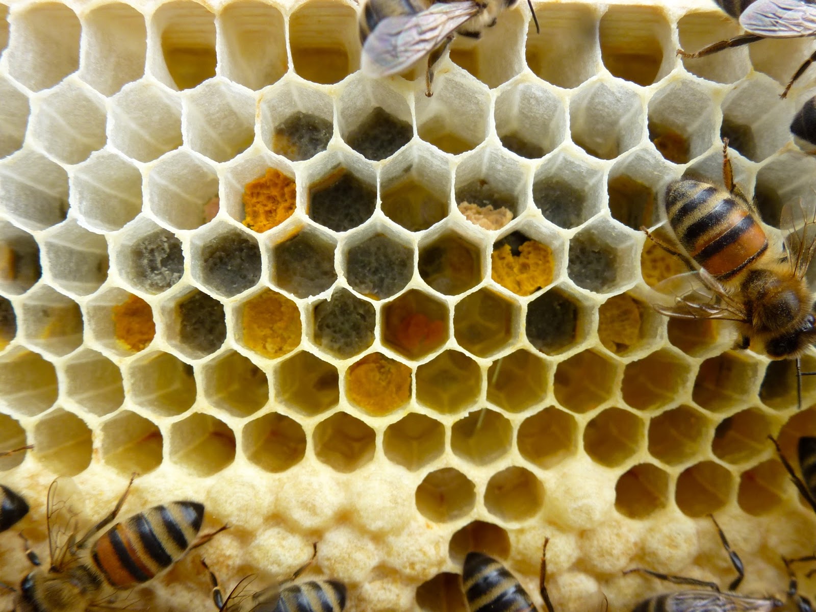 TrogTrogBee: Summer pollen colours