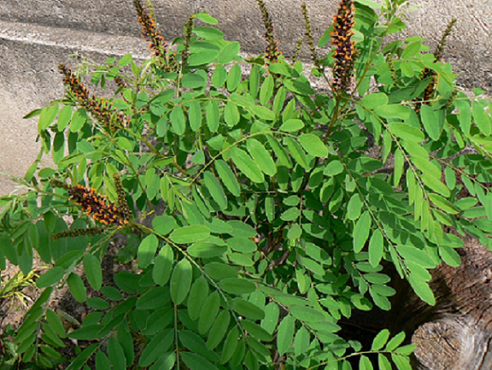 Garden KaRo: Amorfa krzewiasta,indygowiec