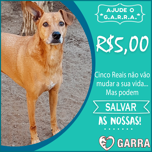G.A.R.R.A. - Grupo de Ação, Resgate e Reabilitação Animal: Ajude o G.A ...