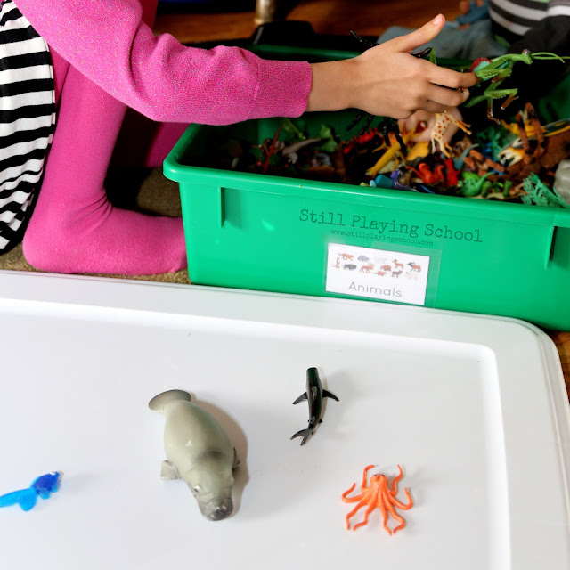 Identifying, Sorting, and Classifying Marine Mammals | Still Playing School