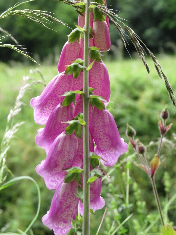 Jehuite: Digitalis purpurea en Cornwall, Inglaterra