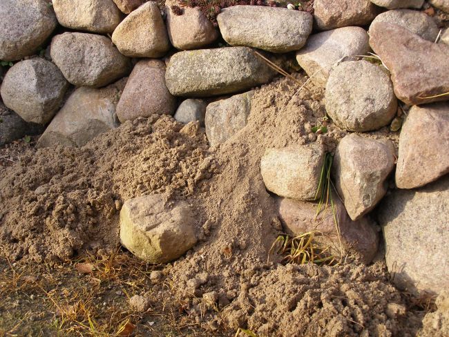 Gutshof Carolinenthal: Feldsteinmauer und Maulwurf