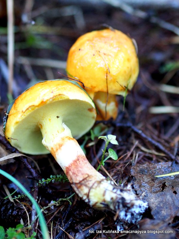 Grzyby gatunkami. Maślak żółty, modrzewiowy | Smaczna Pyza