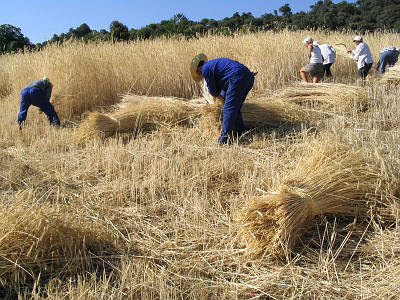 Avantales: La siega (1)