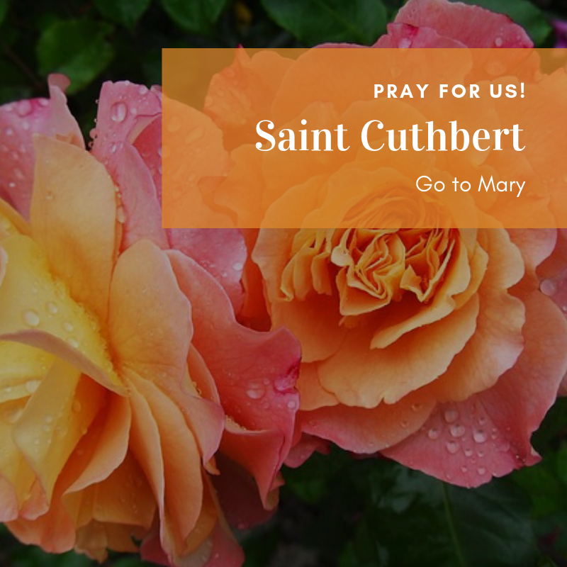 Saint Cuthbert - Go to Mary Blog