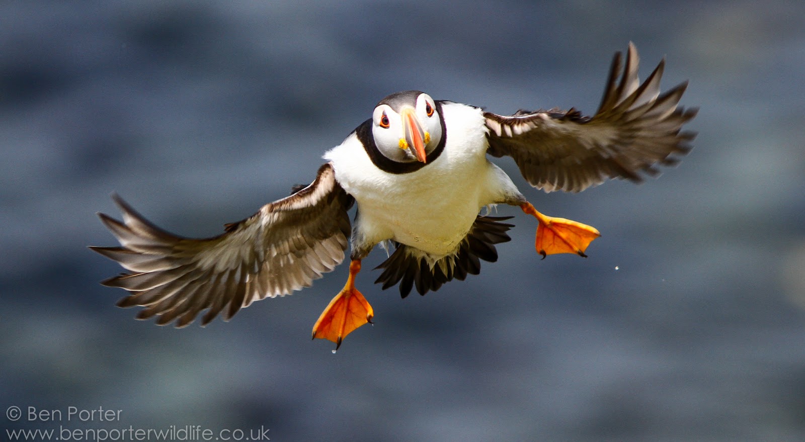 Photographing Wildlife in Wales with Ben Porter - Park Cameras Blog