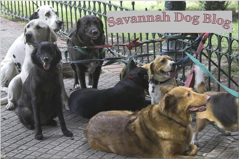 Savannah Dog Blog