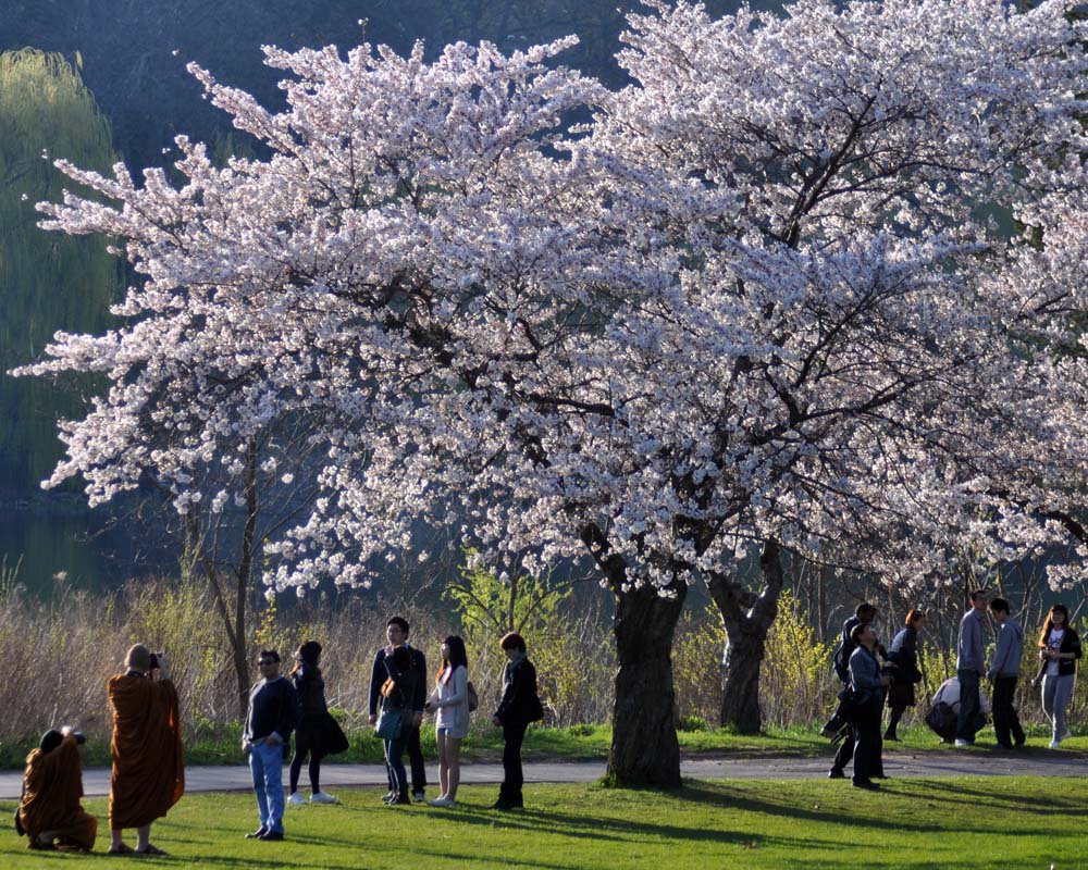 Toronto Grand Prix Tourist - A Toronto Blog: High Park Cherry Blossoms ...