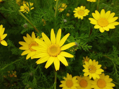 Flores e Frases : Natureza | Malmequer.