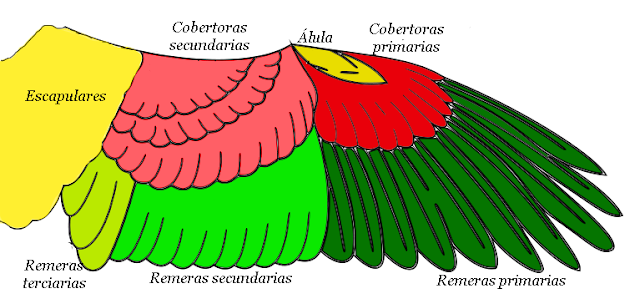 Aves Bonaerenses: Anatomía de un ave