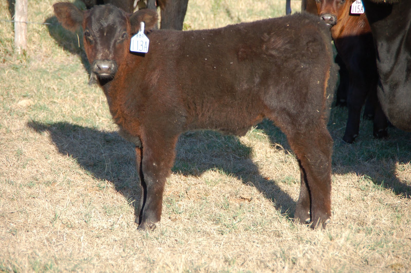 Buck Cattle Co. Blog: September 2011