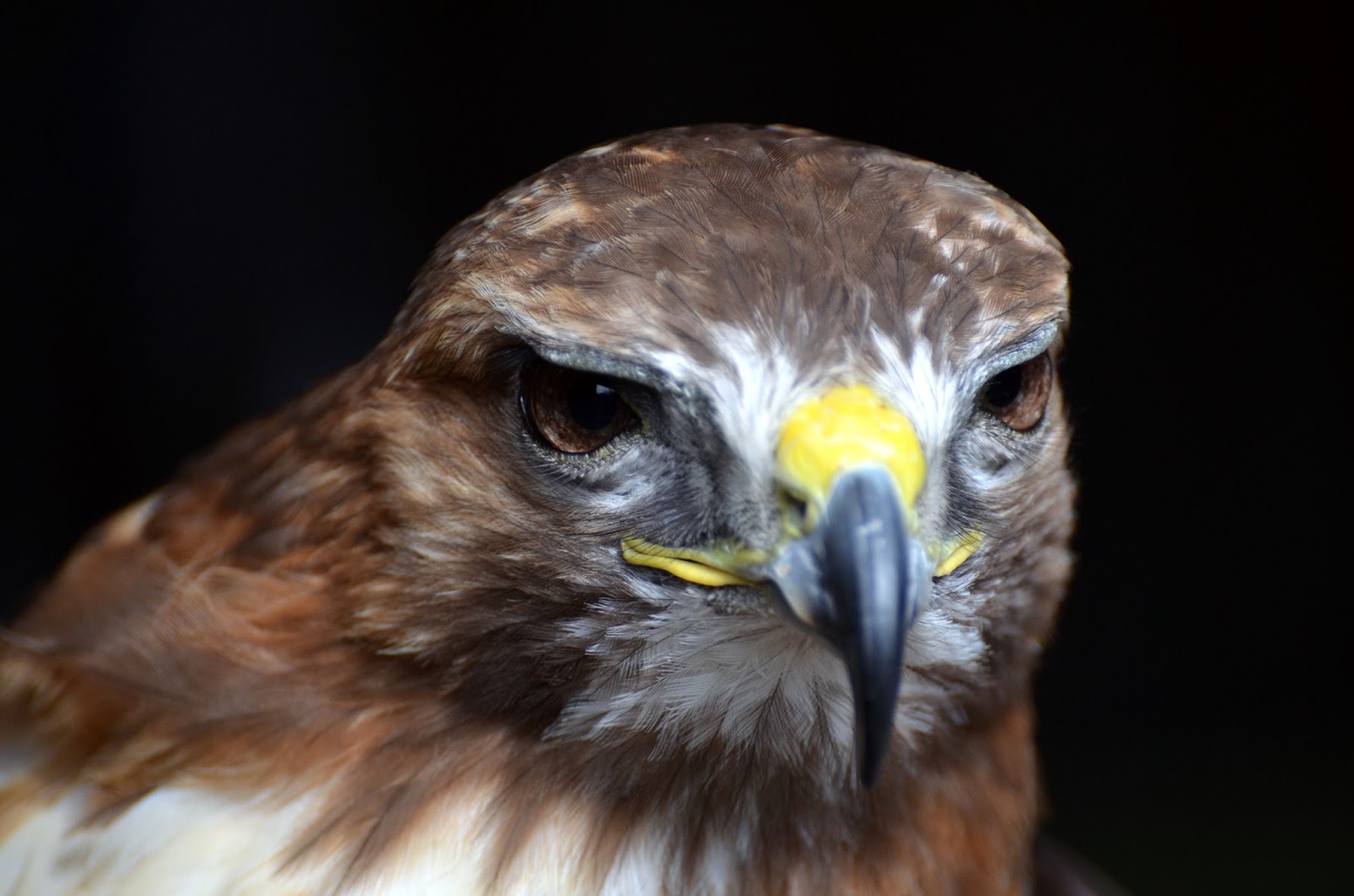 The Early Birder: Gauntlet Bird of Prey Centre Part 2