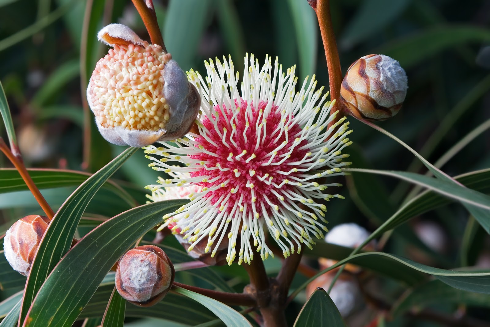Hakea - Flowers