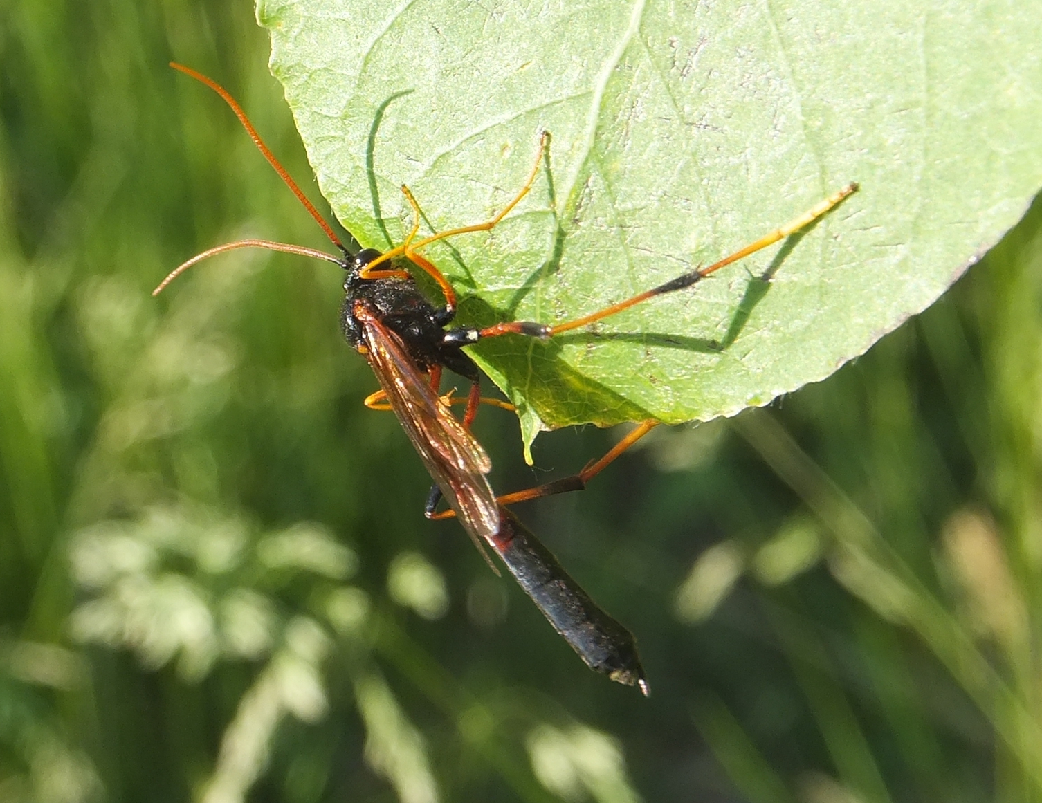 Roadside Field Notes: A large Ichneumon Wasp