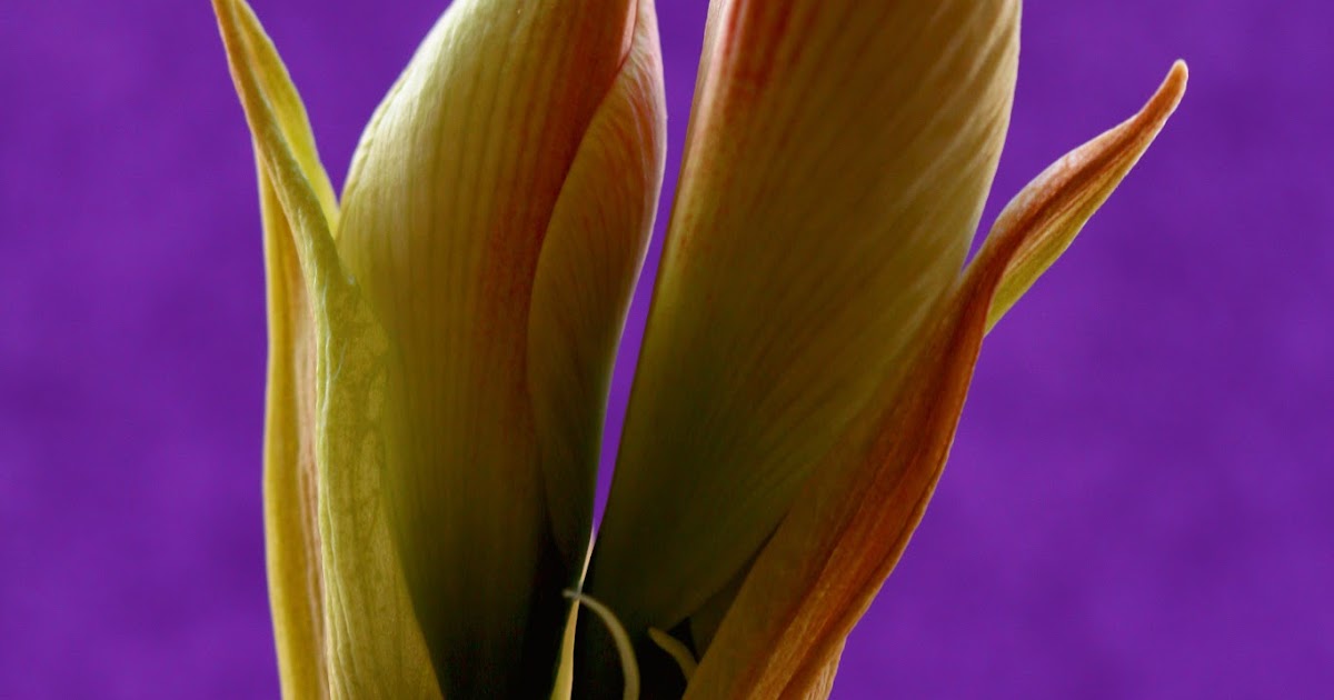 My life through a lens: Bloom