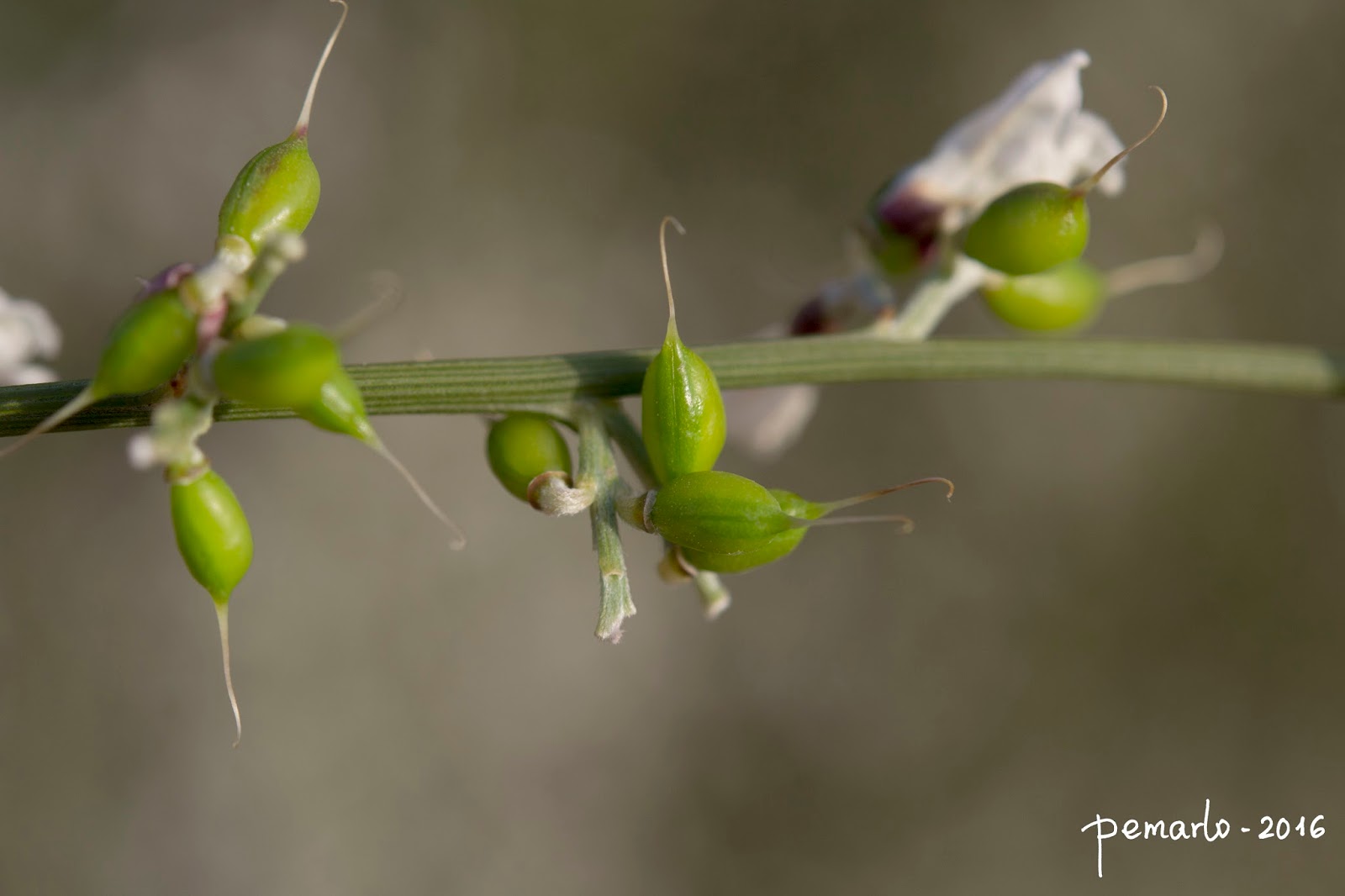 Plantas de Murcia: RETAMA MONOSPERMA (Retama blanca) EN TOTANA Y EN ...