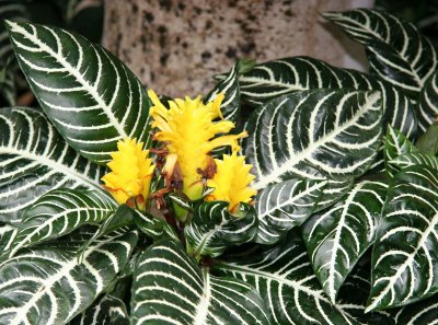 Afelandra (Aphelandra squarrosa)