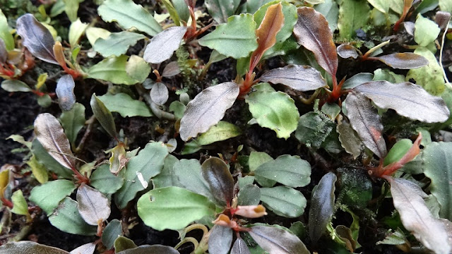 Achtung! My Bucephalandra Page: Buce. sp Brownie "Brown"