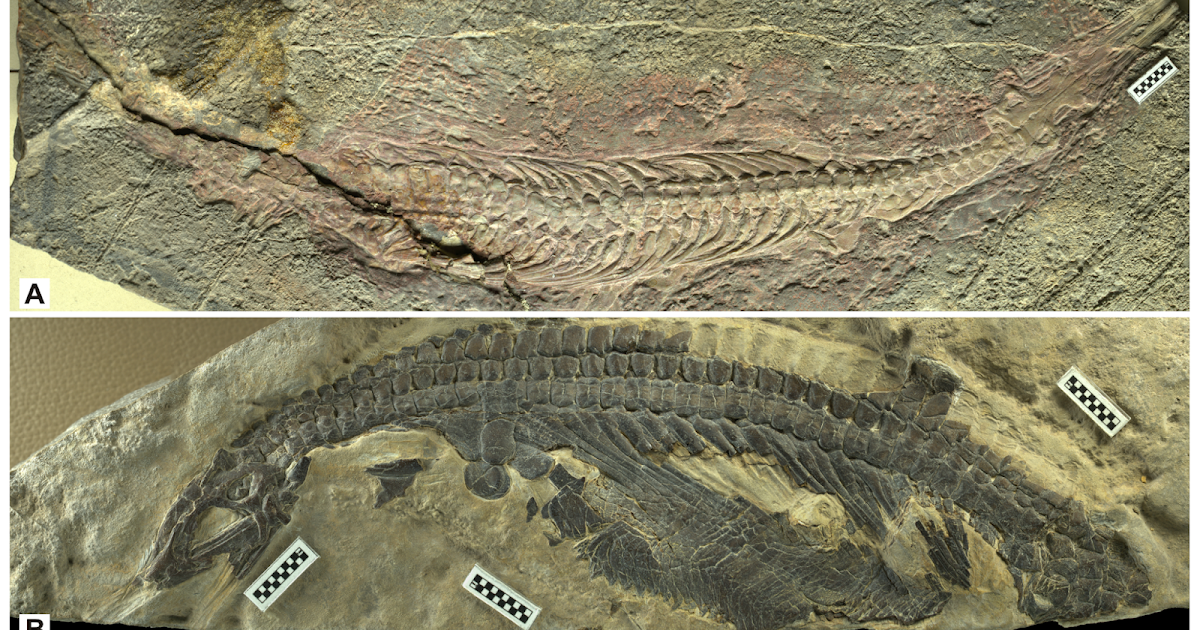 Waxing Paleontological: Whale Lizards of the Triassic, Part I