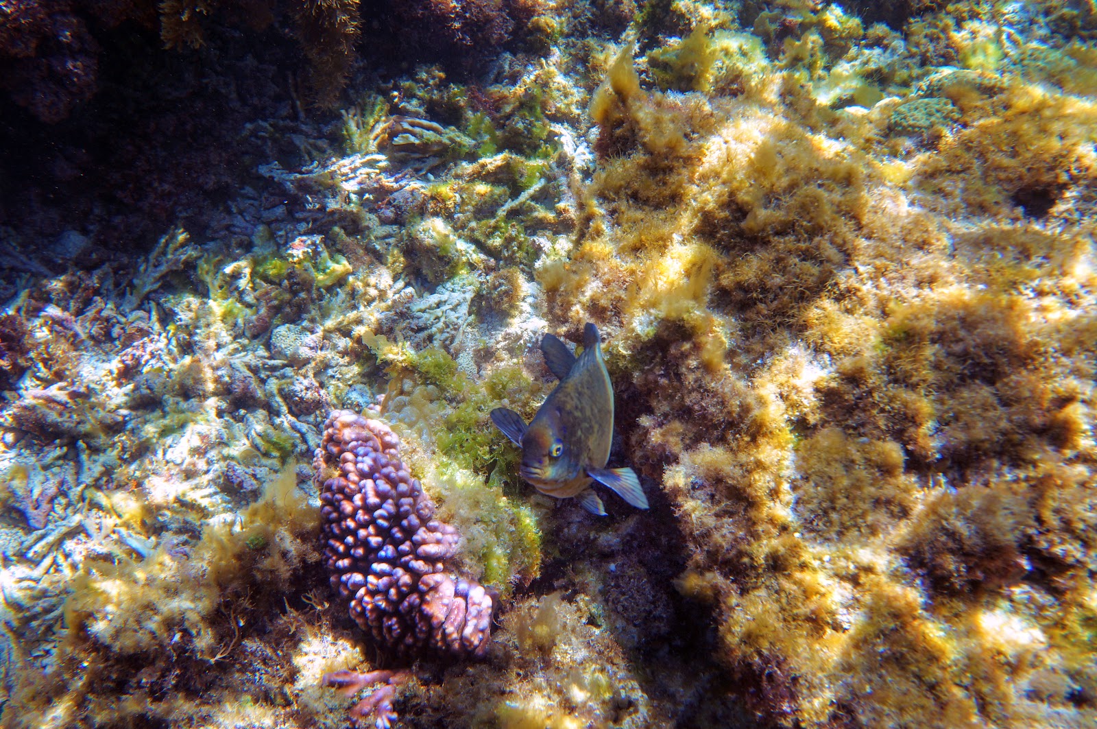 Little Salmon Bay Snorkel Trail (Rottnest Island) ~ The Long Way's Better
