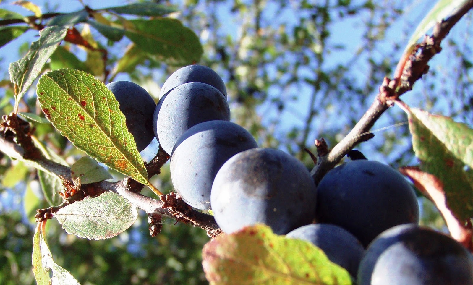 The Urbane Forager: Sloe, Sloe, Quince, Quince, Sloe