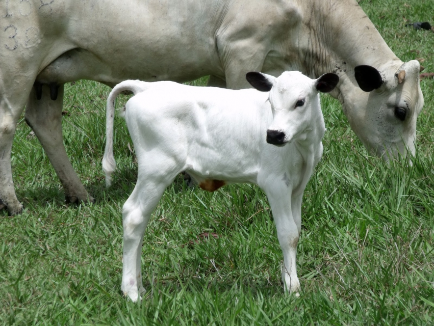 Pedet Makin Diminati Harga Makin Tinggi | Gemar Ternak dan Kicau Burung