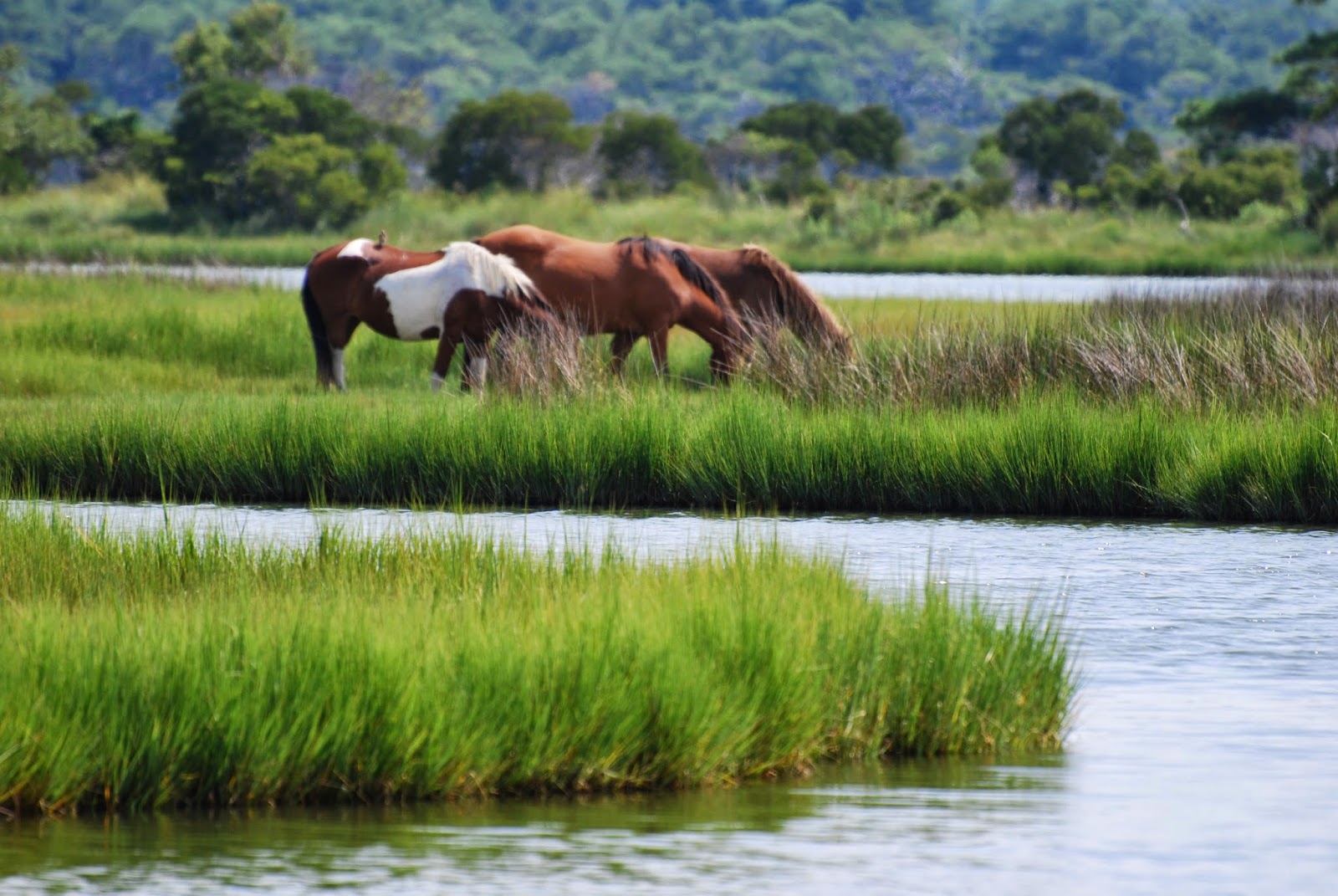 Destination DelMarVa: Planning a Trip to Historic DelMarVa from Overseas