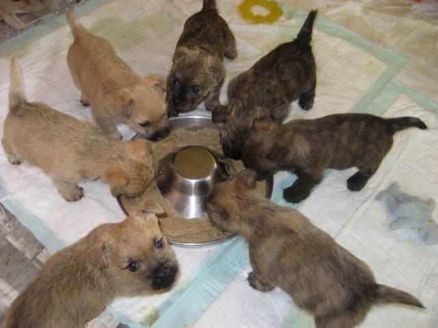 Holy Terrier Dog: Playing Catch-Up After Too-Long "Sabbatical"