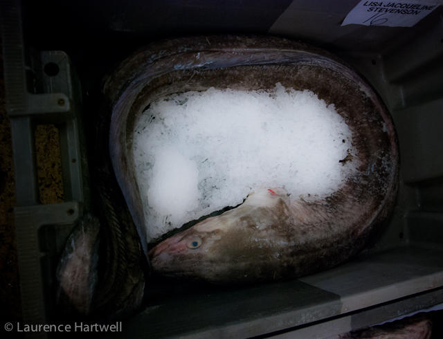 Through the Gaps! - Newlyn Fishing News: #FishyFriday finds the fleet ...