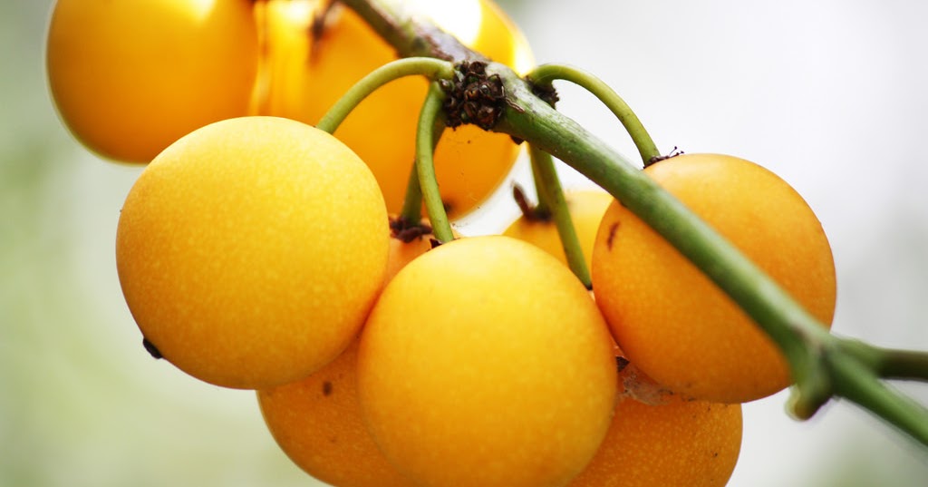 Buah ABIU, kali pertama dengar nama dan makan. Sedap sungguh rasanya!