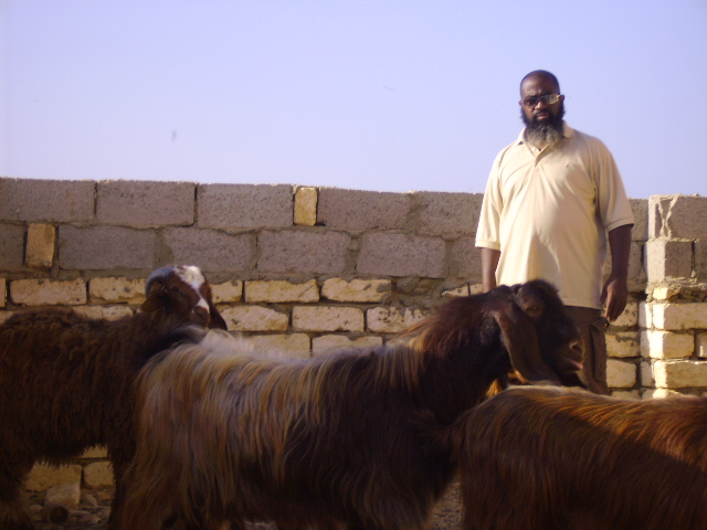 Rahmani Sheep, Shami Goats & More Ain Musa Farm