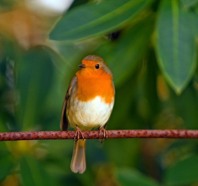 Contes d' Animals: EL PIT-ROIG