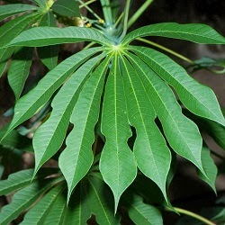 Cultura Guaraní: Manihot grahamii (falso cafeto)